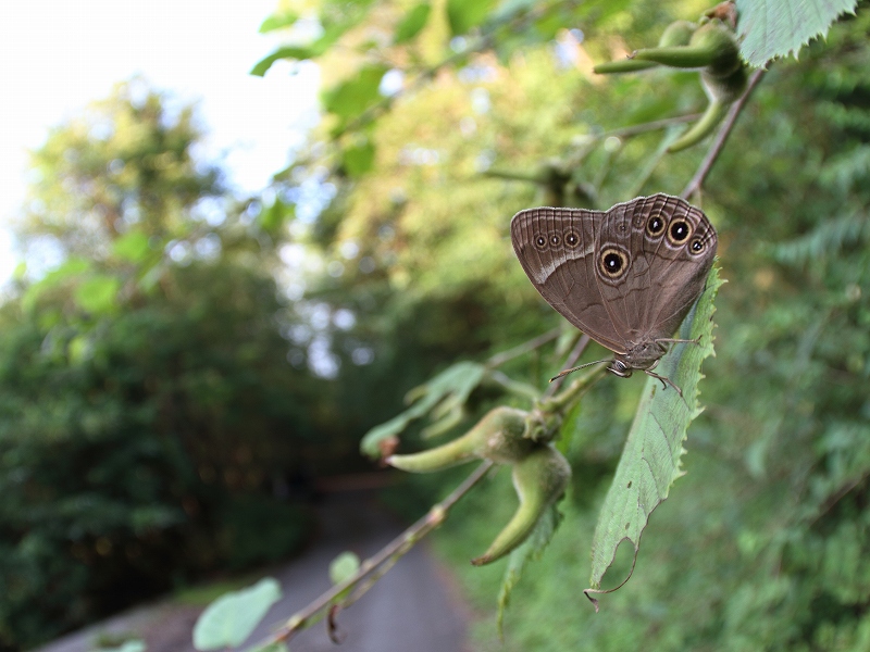 クロヒカゲモドキ