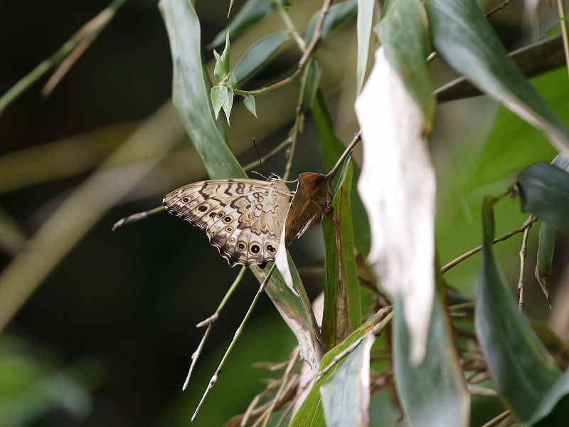 ヤマキマダラヒカゲ