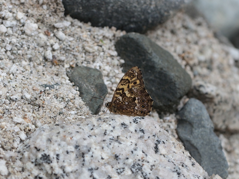 ヤマキマダラヒカゲ