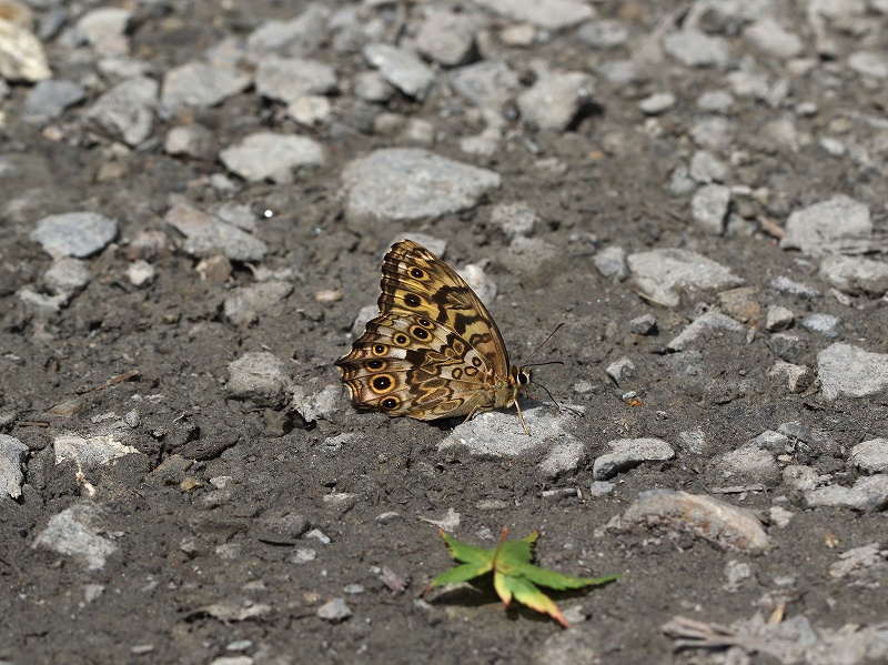 ヤマキマダラヒカゲ