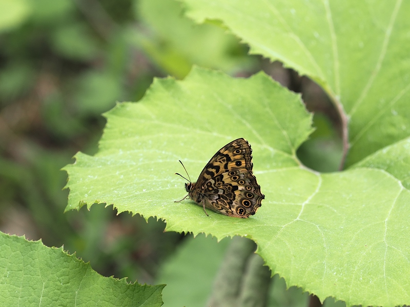 ヤマキマダラヒカゲ
