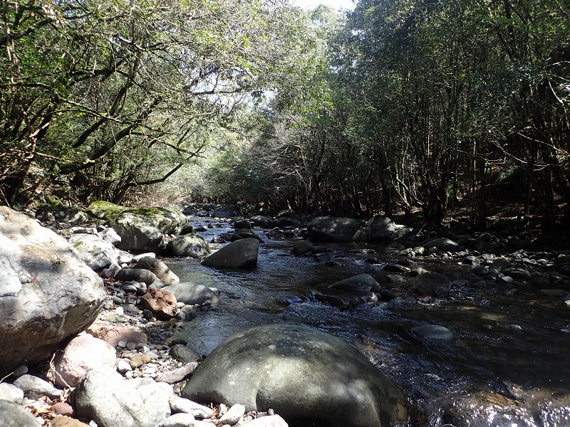 鹿児島県伊佐市 スギタニルリシジミ