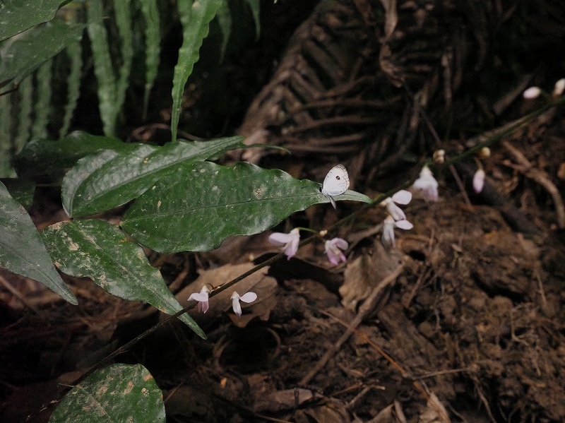 翔写真館－リュウキュウウラボシシジミ