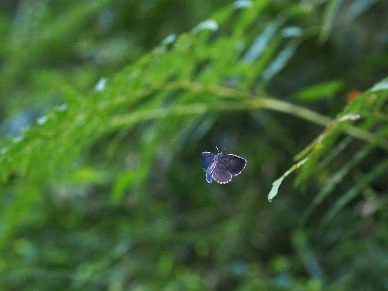 翔写真館－ゴイシシジミ