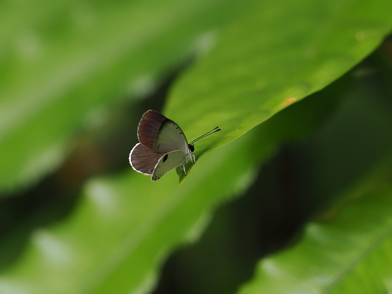 リュウキュウウラボシシジミ