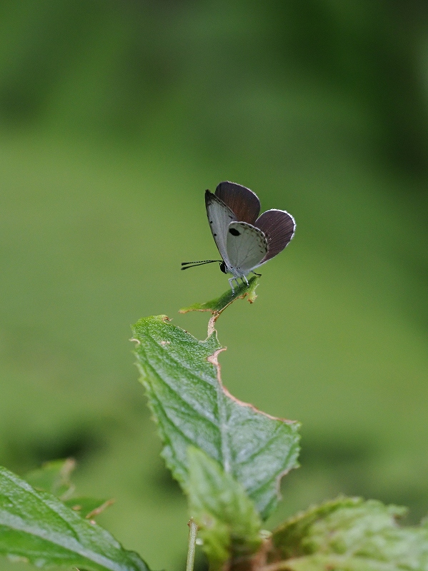 リュウキュウウラボシシジミ