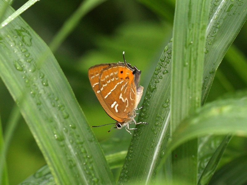 ウラミスジシジミ