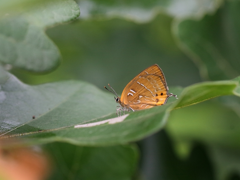 ウラミスジシジミ