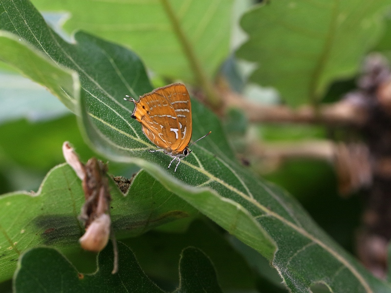 ウラミスジシジミ