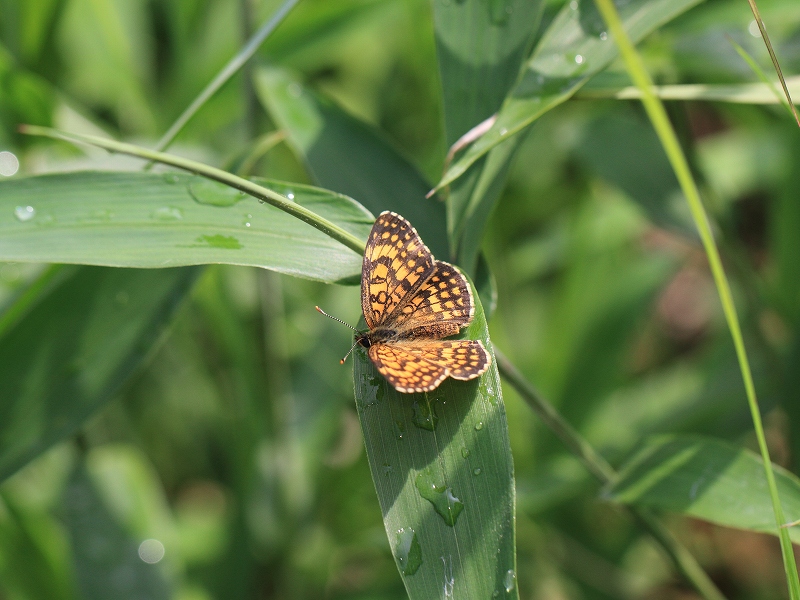 ウスイロヒョウモンモドキ