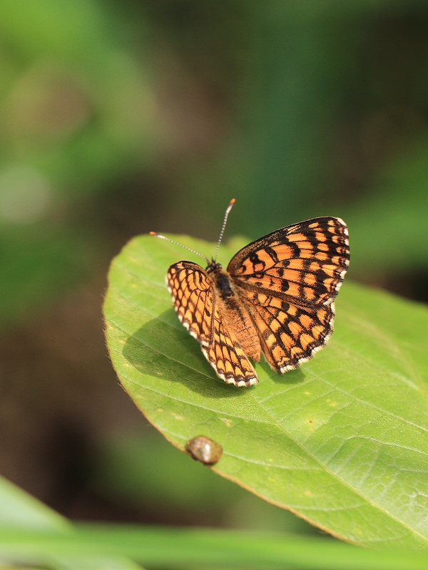 ウスイロヒョウモンモドキ